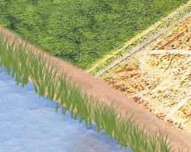 A look at cover crops | Stephen J. Beard Graphics and Visuals