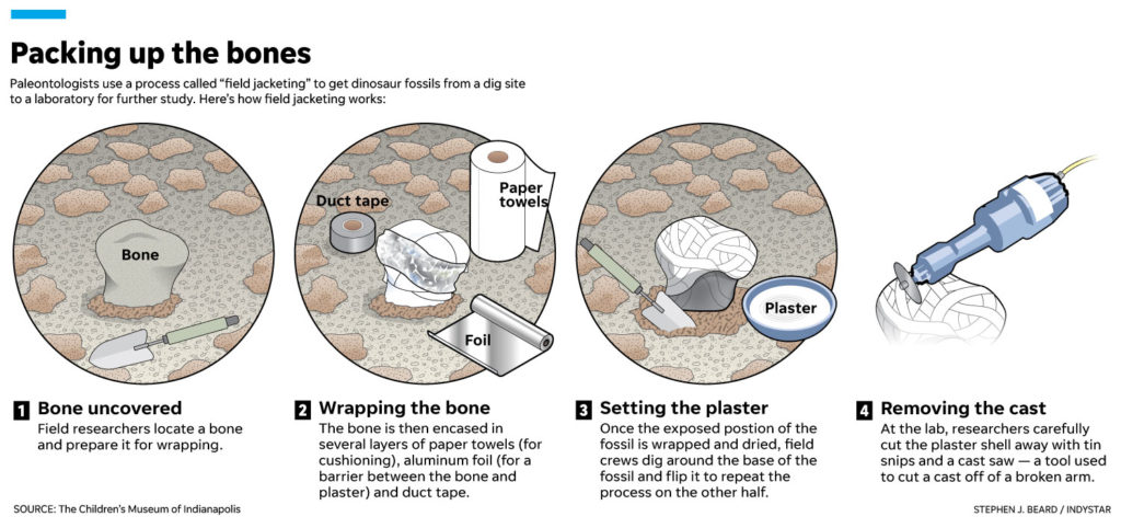how researchers 'field jacket' dinosaur bones